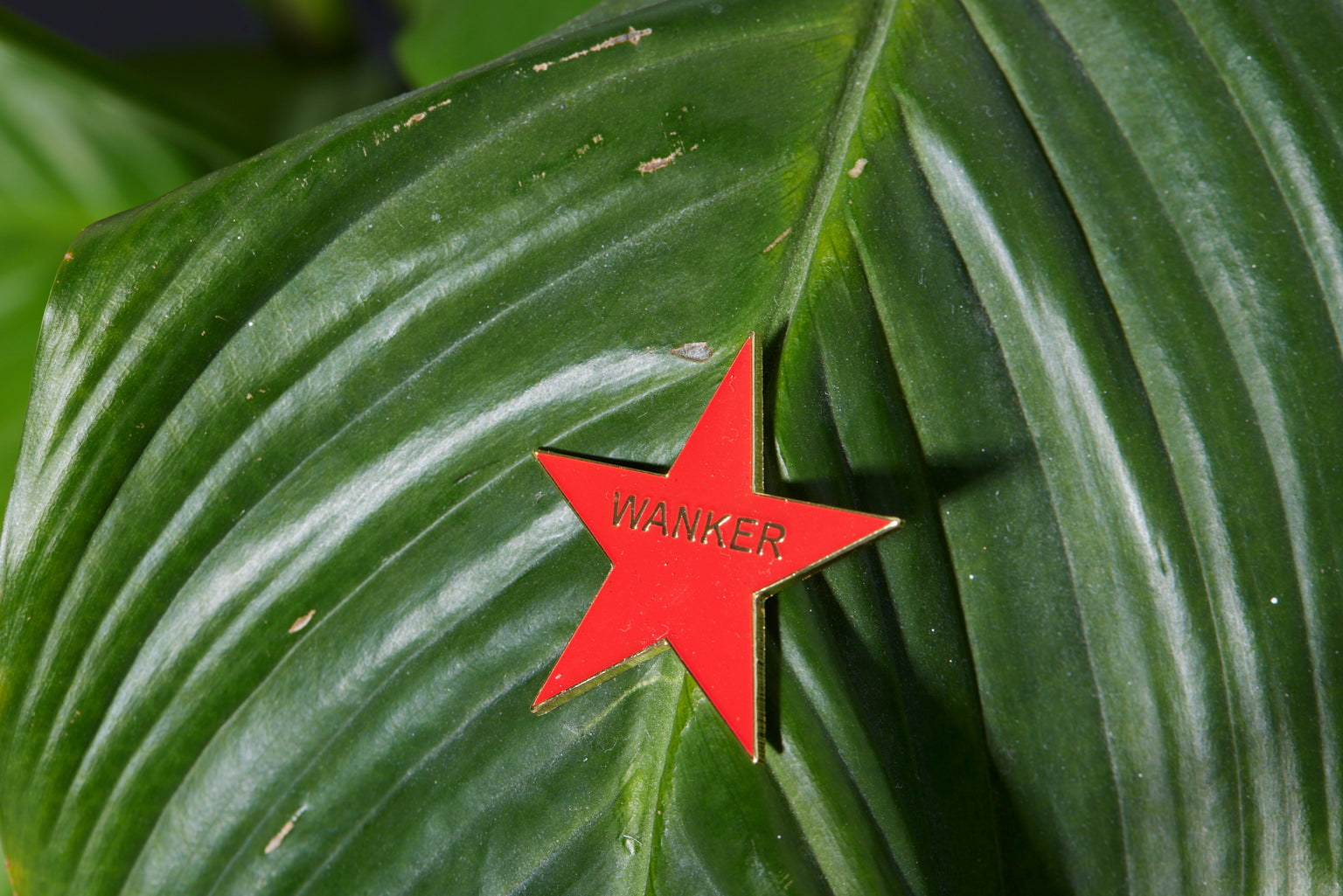 Explicit Language Warning — WORLD